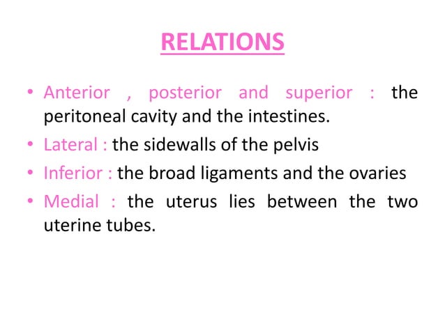 External genitalia | PPTX