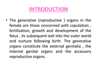 External Female Reproductive Organs