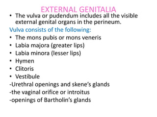 External genitalia | PPT