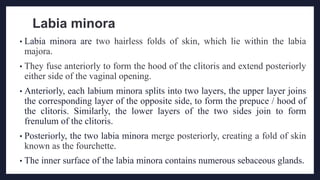 External genitalia.pptx