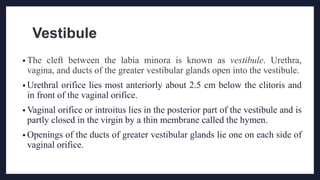 External genitalia.pptx