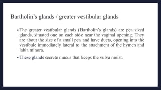 External genitalia.pptx