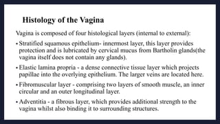 External genitalia.pptx