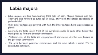 External genitalia.pptx