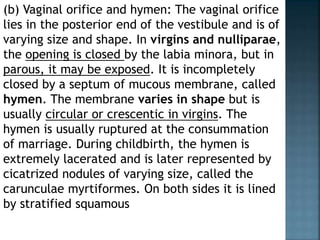 EXTERNAL GENITALIA (1).pptx