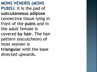 EXTERNAL GENITALIA (1).pptx