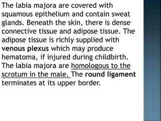 EXTERNAL GENITALIA (1).pptx