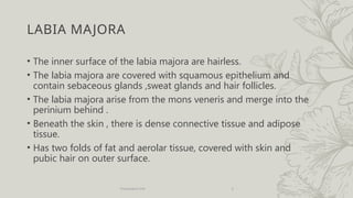 external genitalia vulva.pptx ggg yy yyy | PPTX