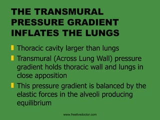 External&Internal Respiration | PPT