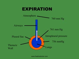 External&Internal Respiration | PPT