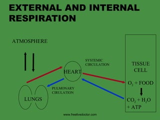 External&Internal Respiration | PPT