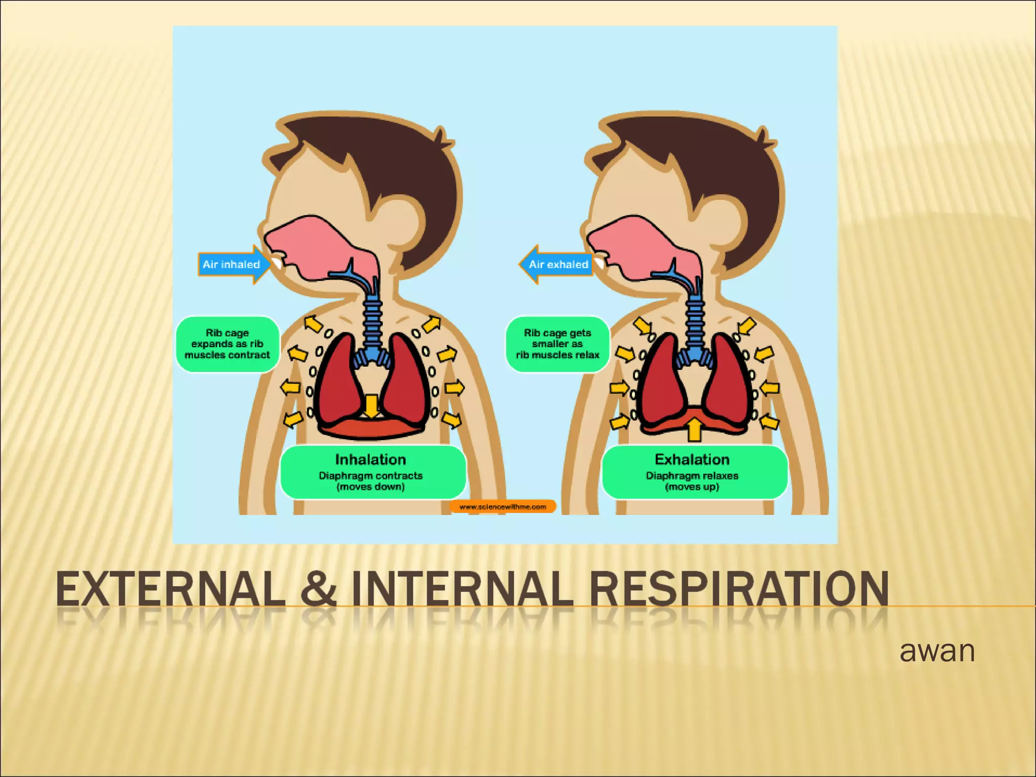 Grade 11 - External & Internal Respiration | PPT