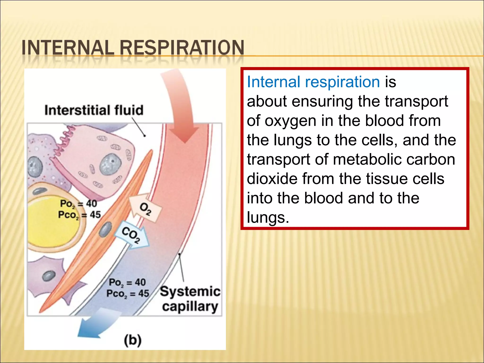 Grade 11 - External & Internal Respiration | PPT