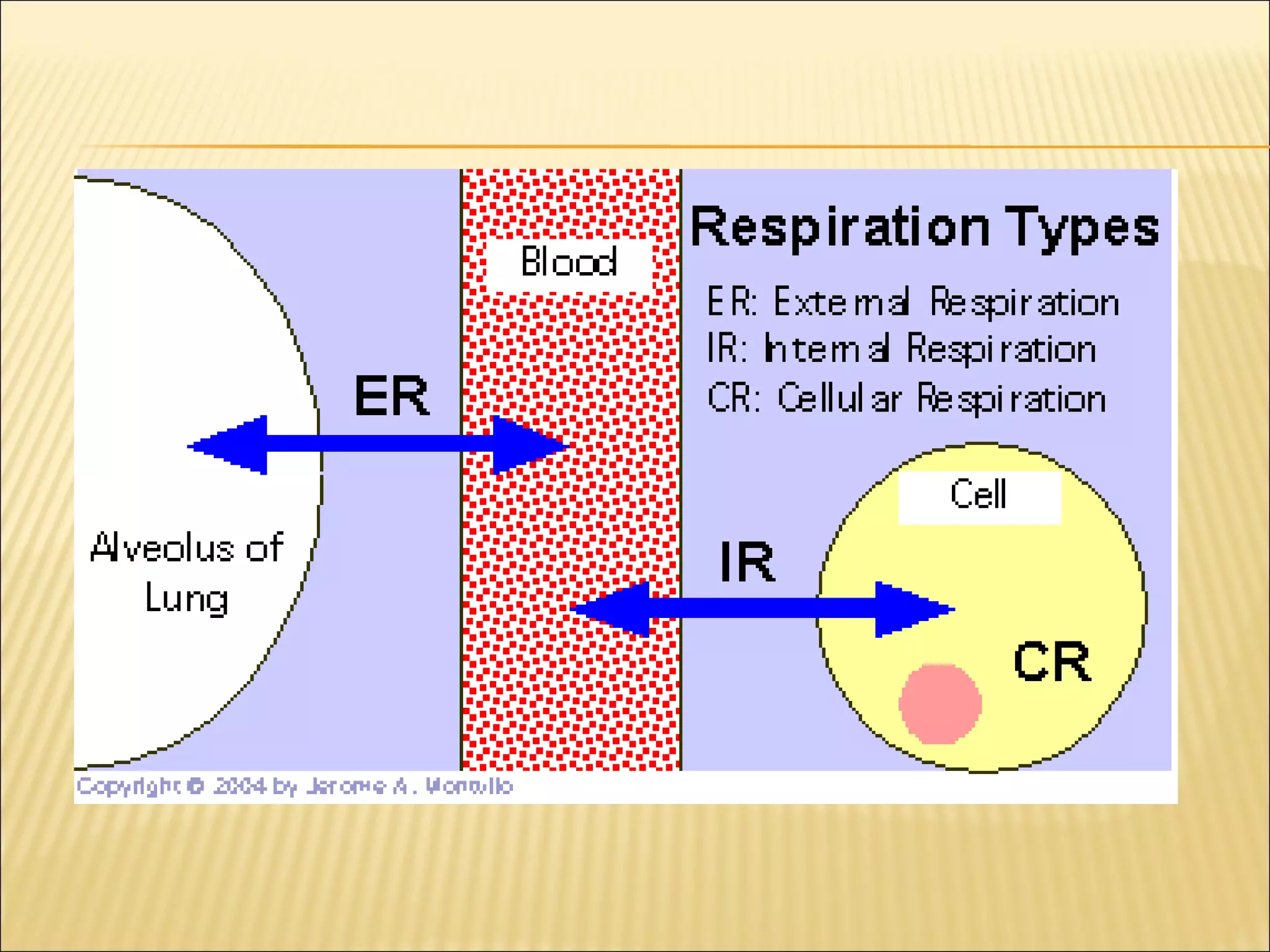 Grade 11 - External & Internal Respiration | PPT