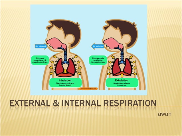 Grade 11 - External & Internal Respiration | PPT | Lung and Respiratory ...