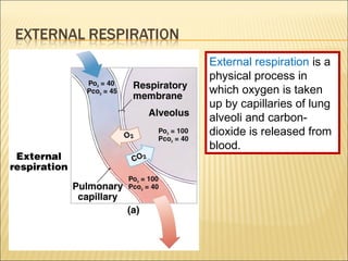 Grade 11 - External & Internal Respiration | PPT