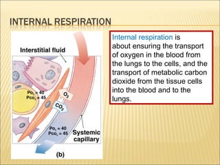 Grade 11 - External & Internal Respiration | PPT