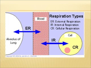 Grade 11 - External & Internal Respiration | PPT