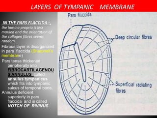 External &middle ear anatomy | PDF