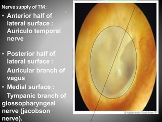External &middle ear anatomy | PDF