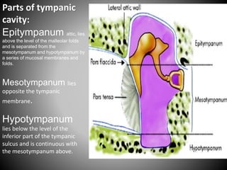 External &middle ear anatomy | PDF