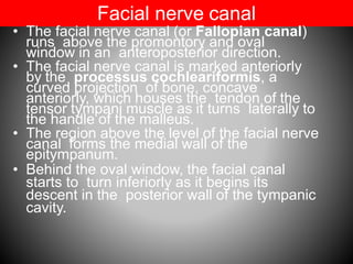External &middle ear anatomy | PDF