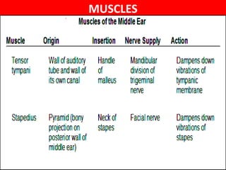 External &middle ear anatomy | PDF