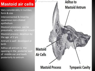 External &middle ear anatomy | PDF