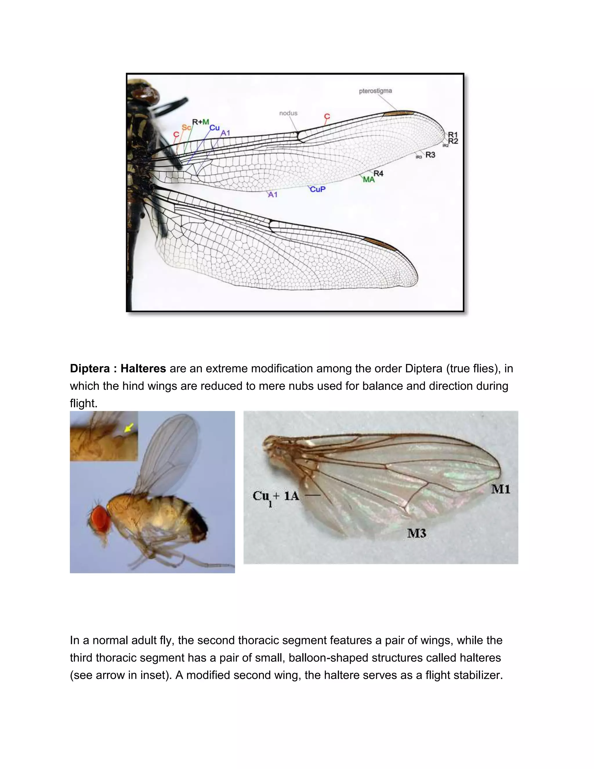 External morphology wings | DOCX