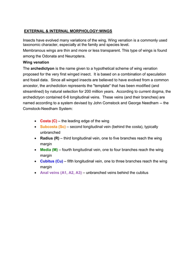 External morphology wings | DOCX