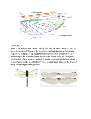 External morphology wings | DOCX