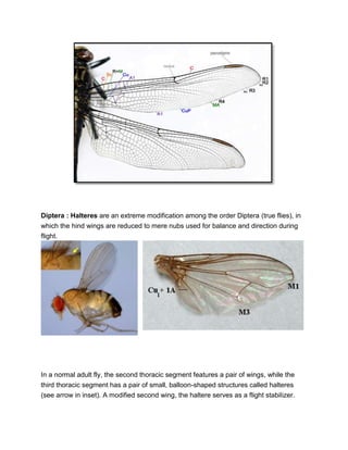 External morphology wings | DOCX