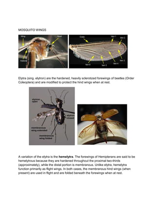 External morphology wings | DOCX