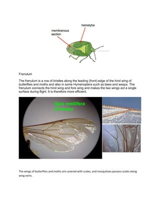 External morphology wings | DOCX