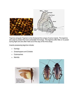 External morphology wings | DOCX