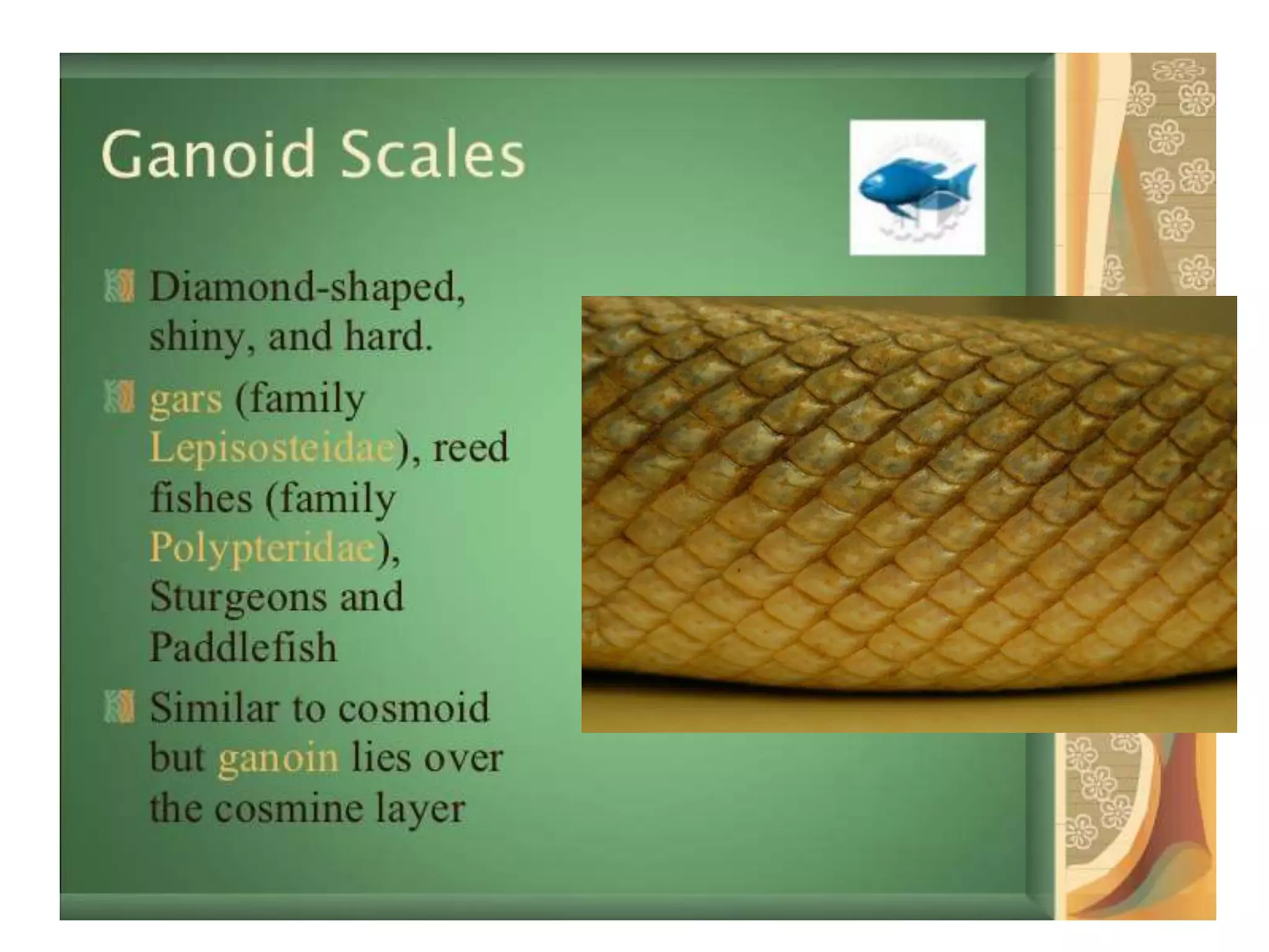 External morphology of fish | PPTX