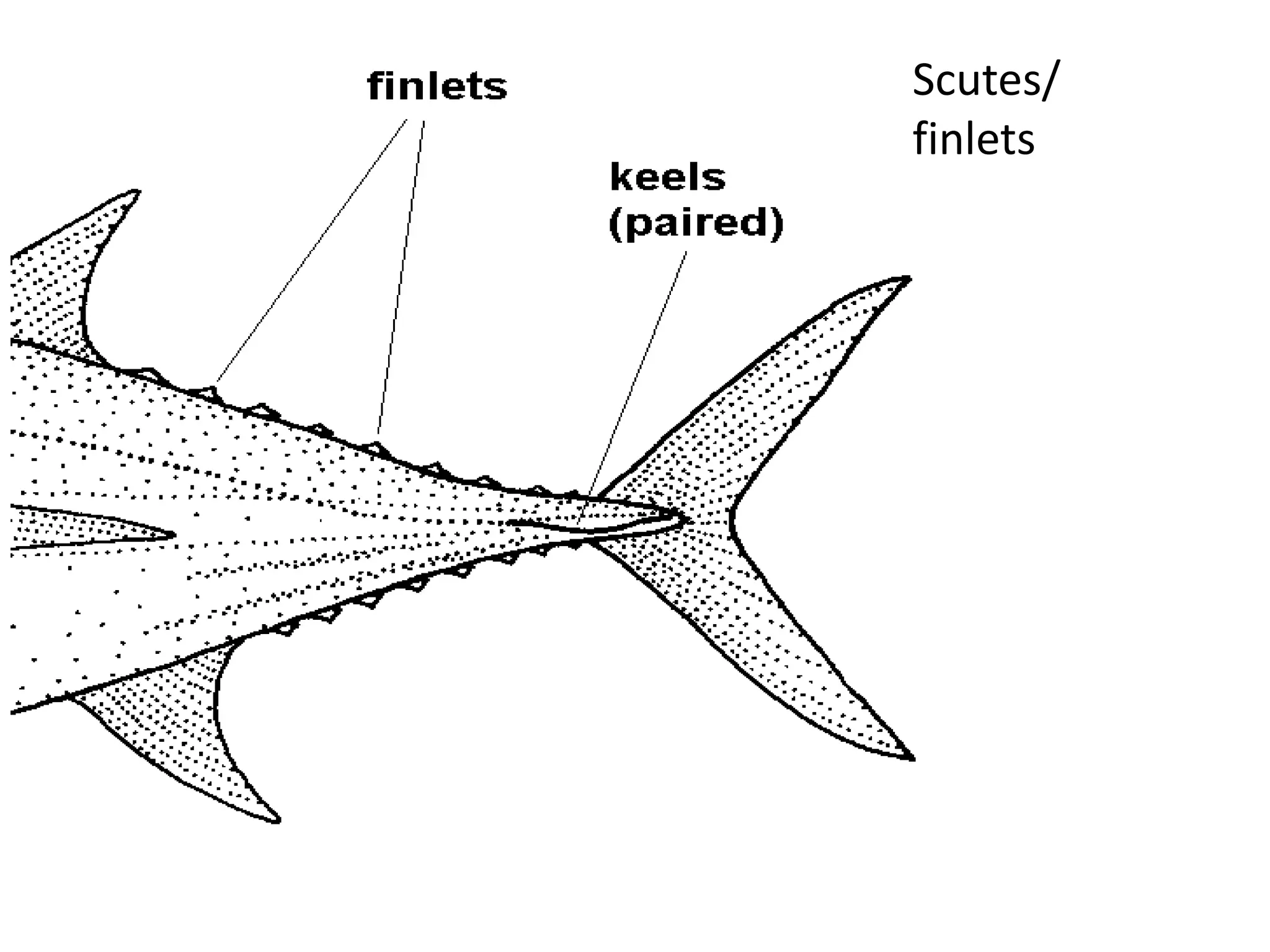 External morphology of fish | PPTX