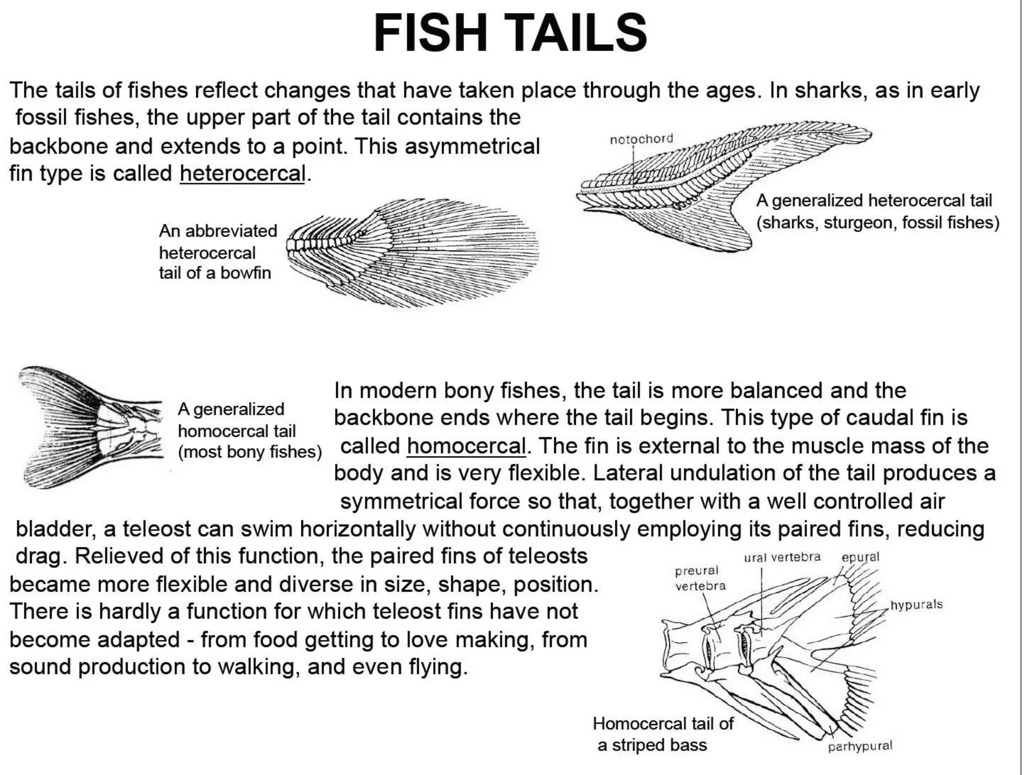 External morphology of fish | PPTX