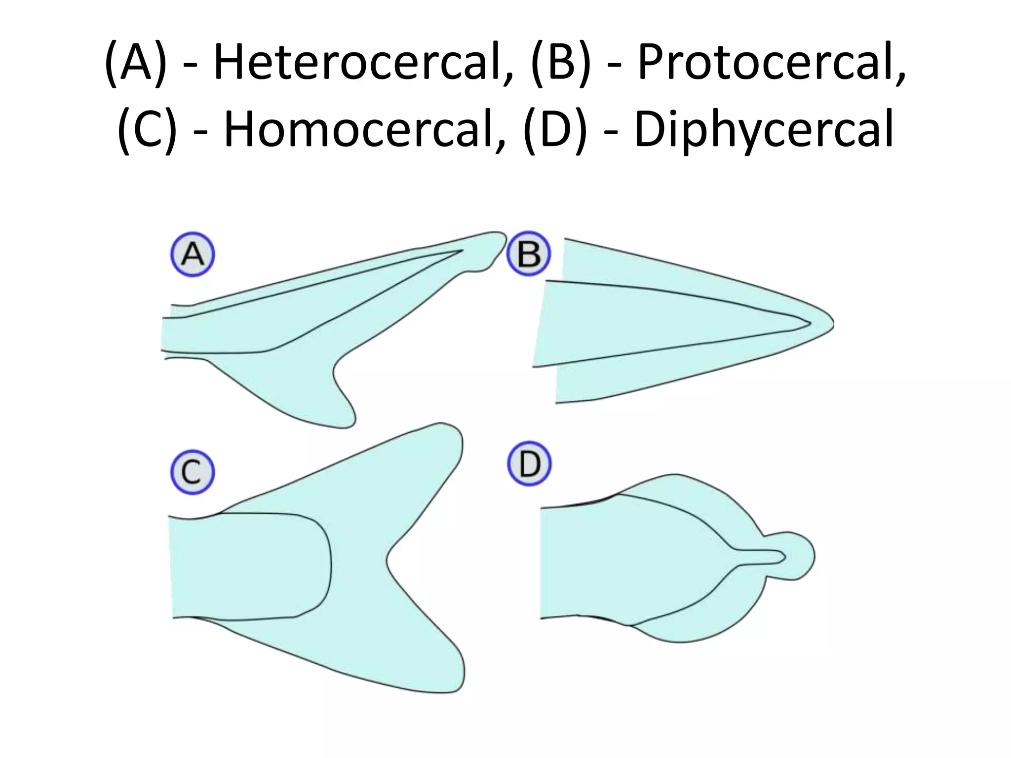 External morphology of fish | PPTX