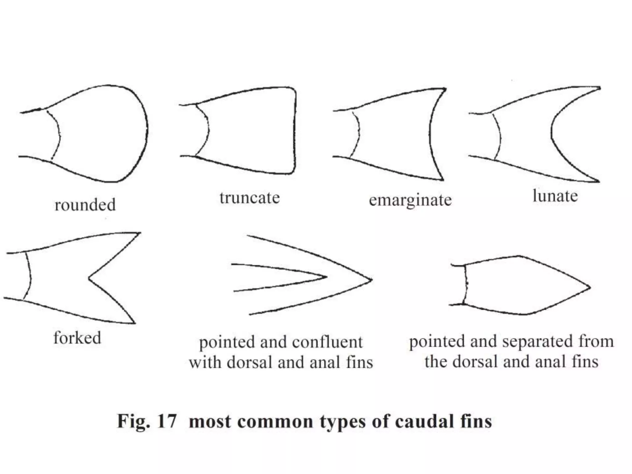 External morphology of fish | PPTX