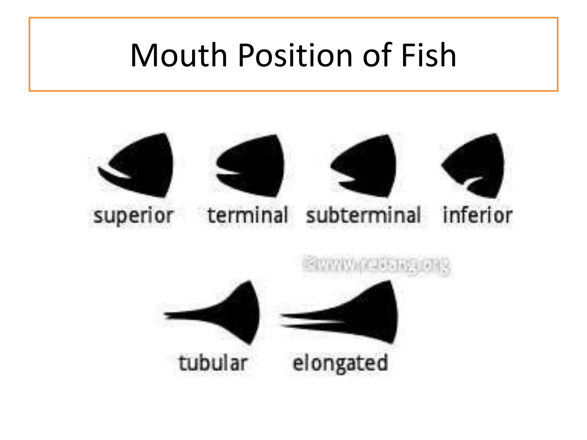 External morphology of fish | PPTX