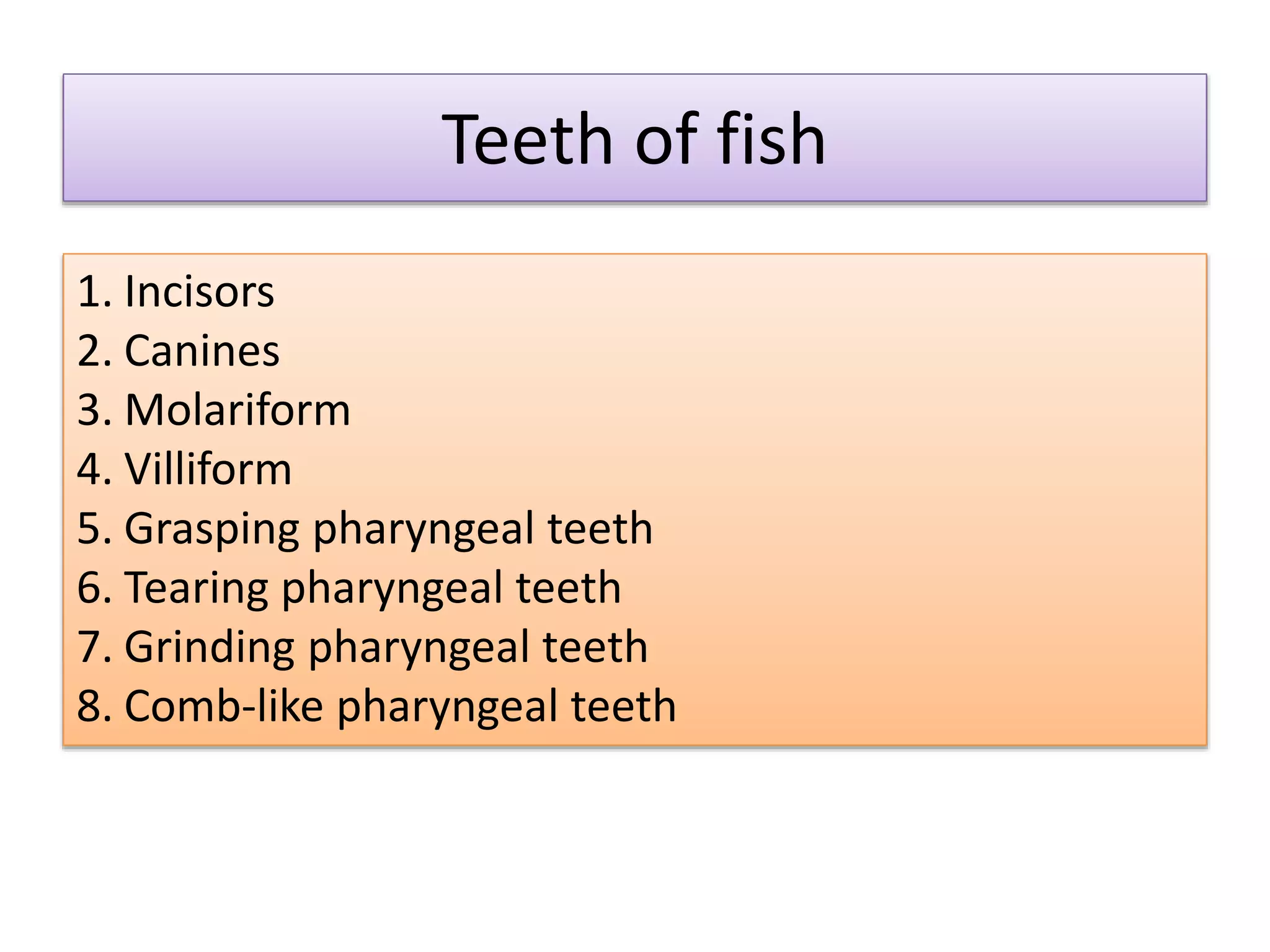 External morphology of fish | PPTX