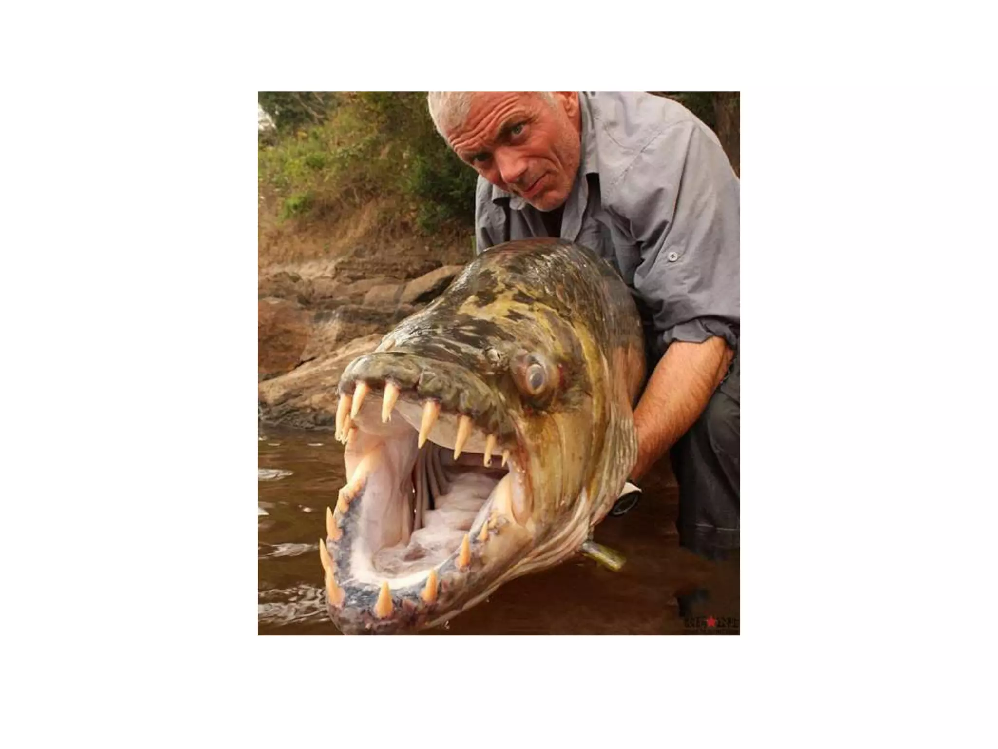 External morphology of fish | PPTX