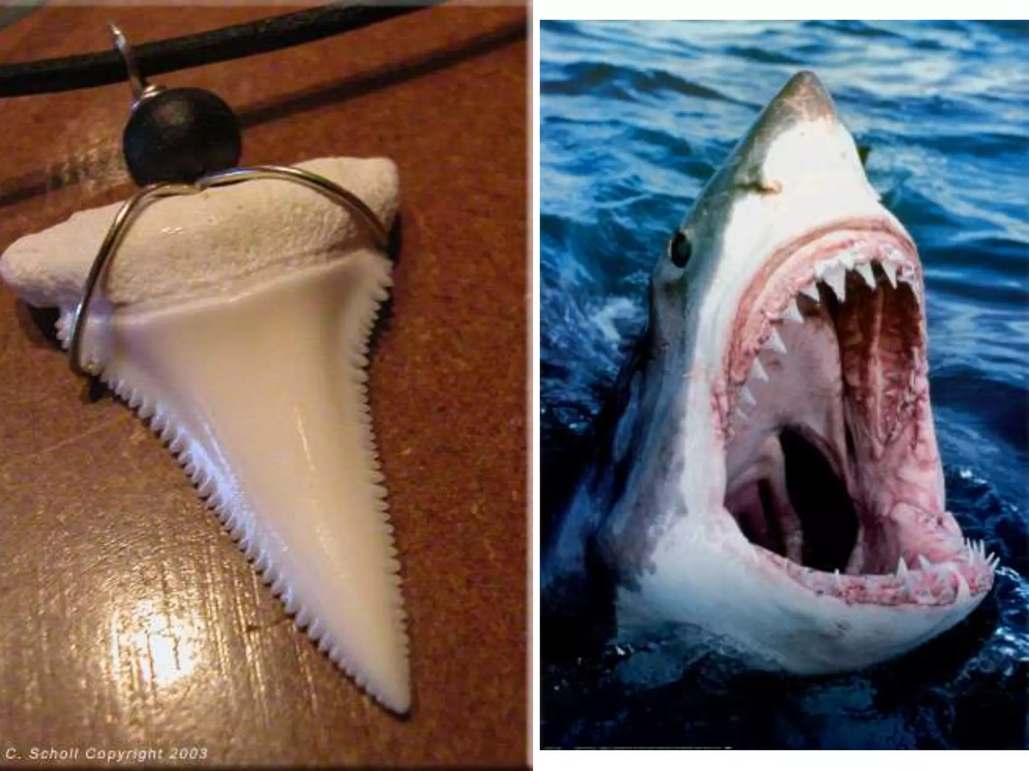 External morphology of fish | PPTX