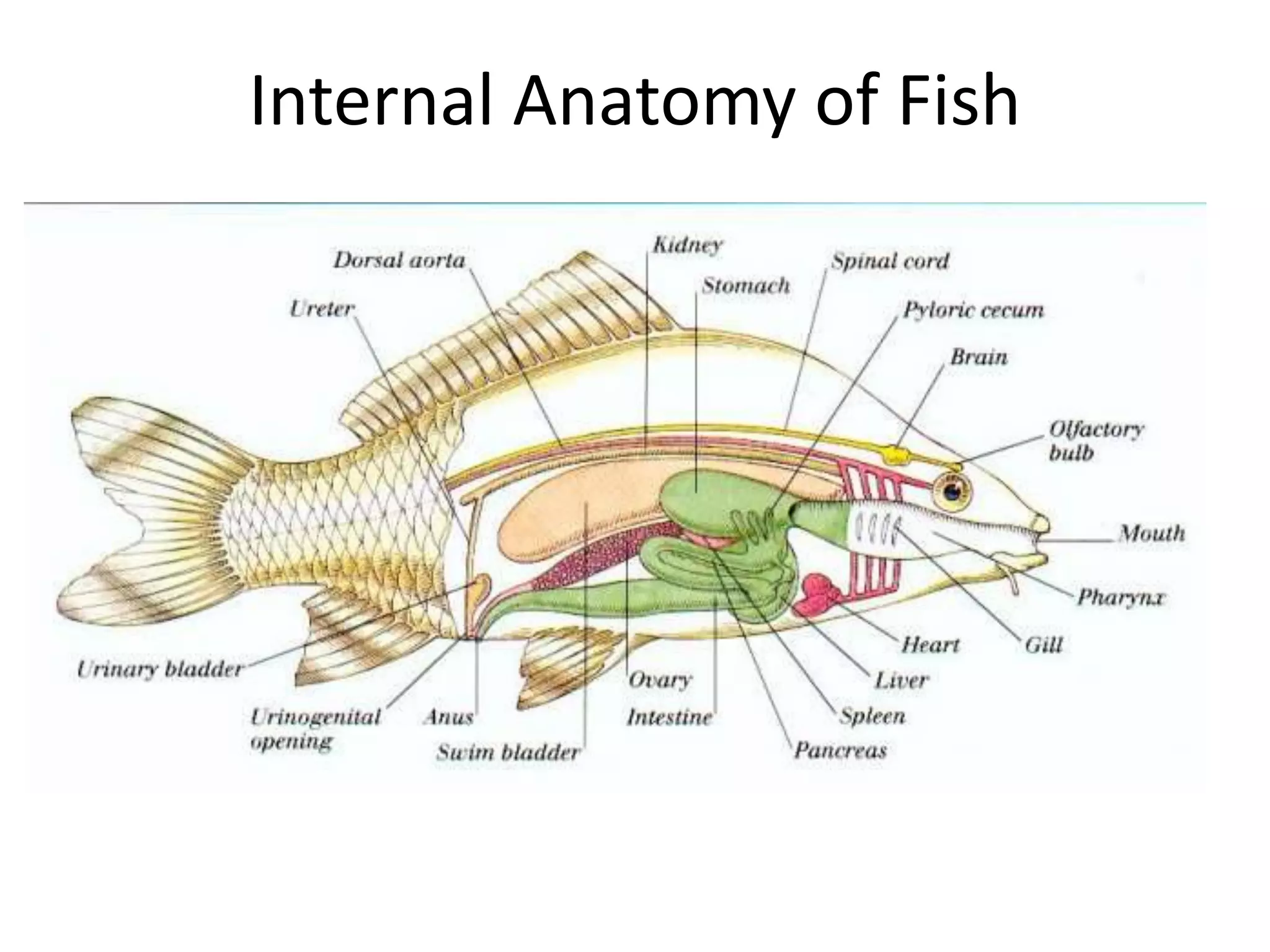 External morphology of fish | PPTX