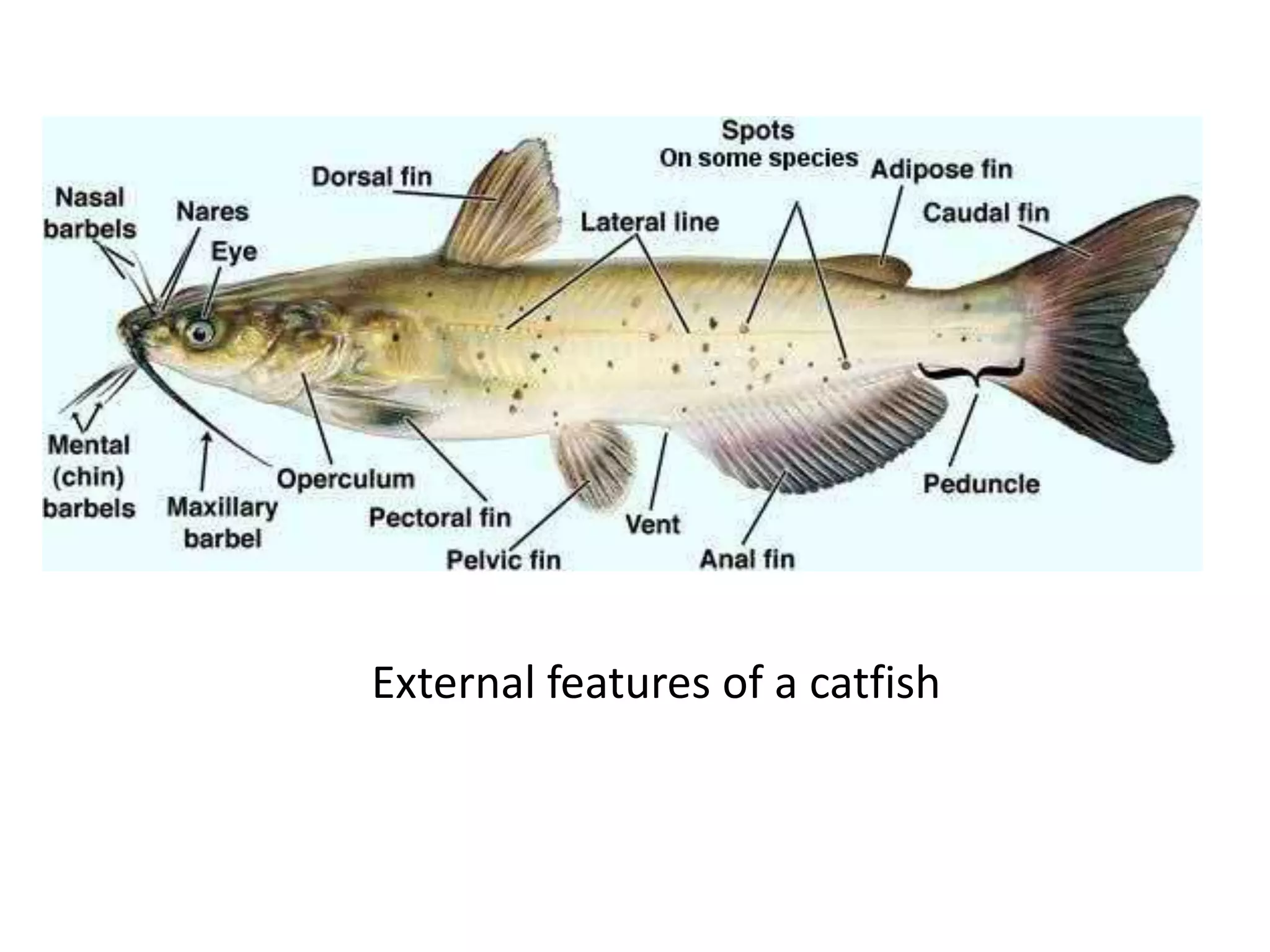 External morphology of fish | PPTX