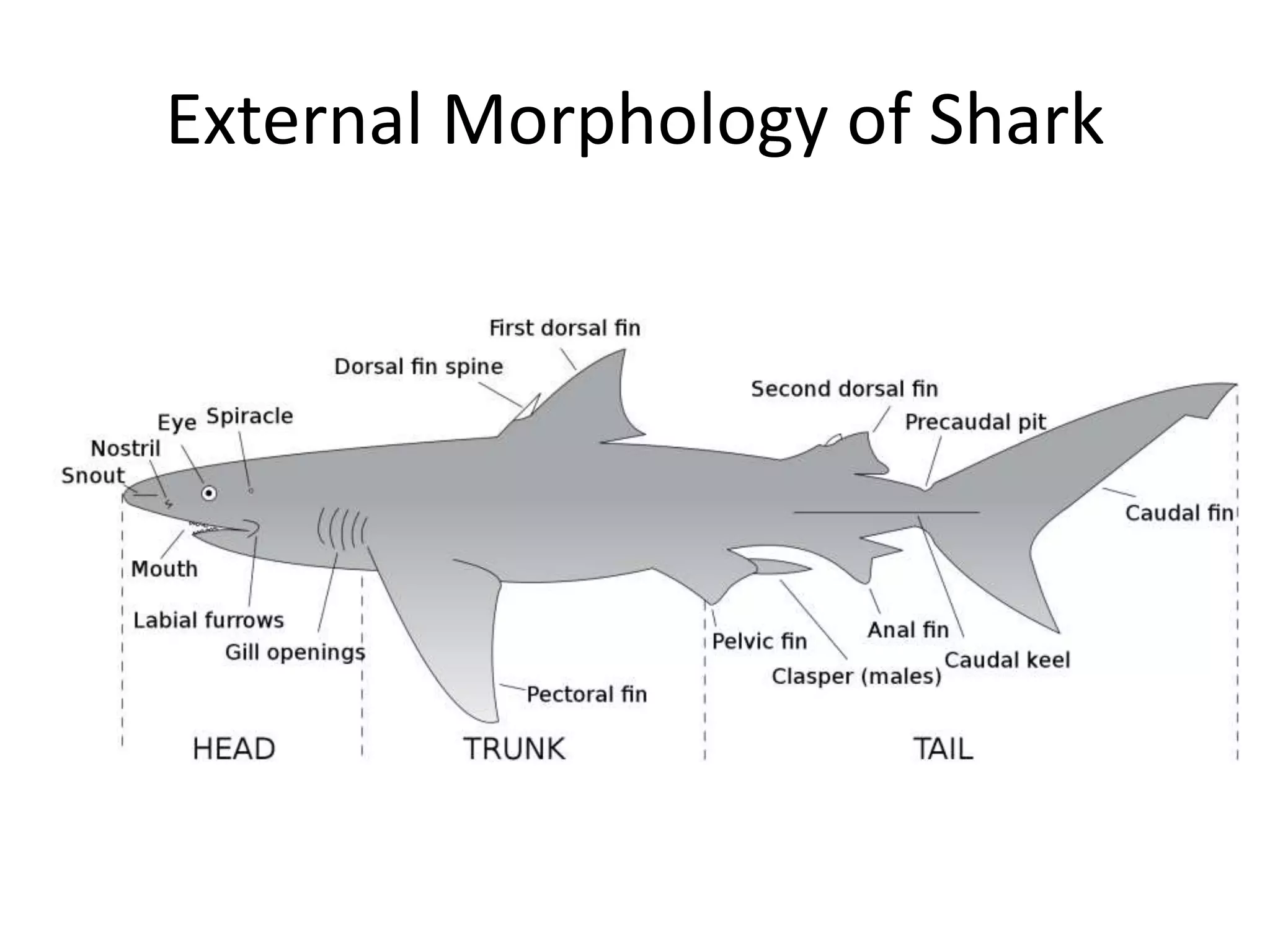External morphology of fish | PPTX