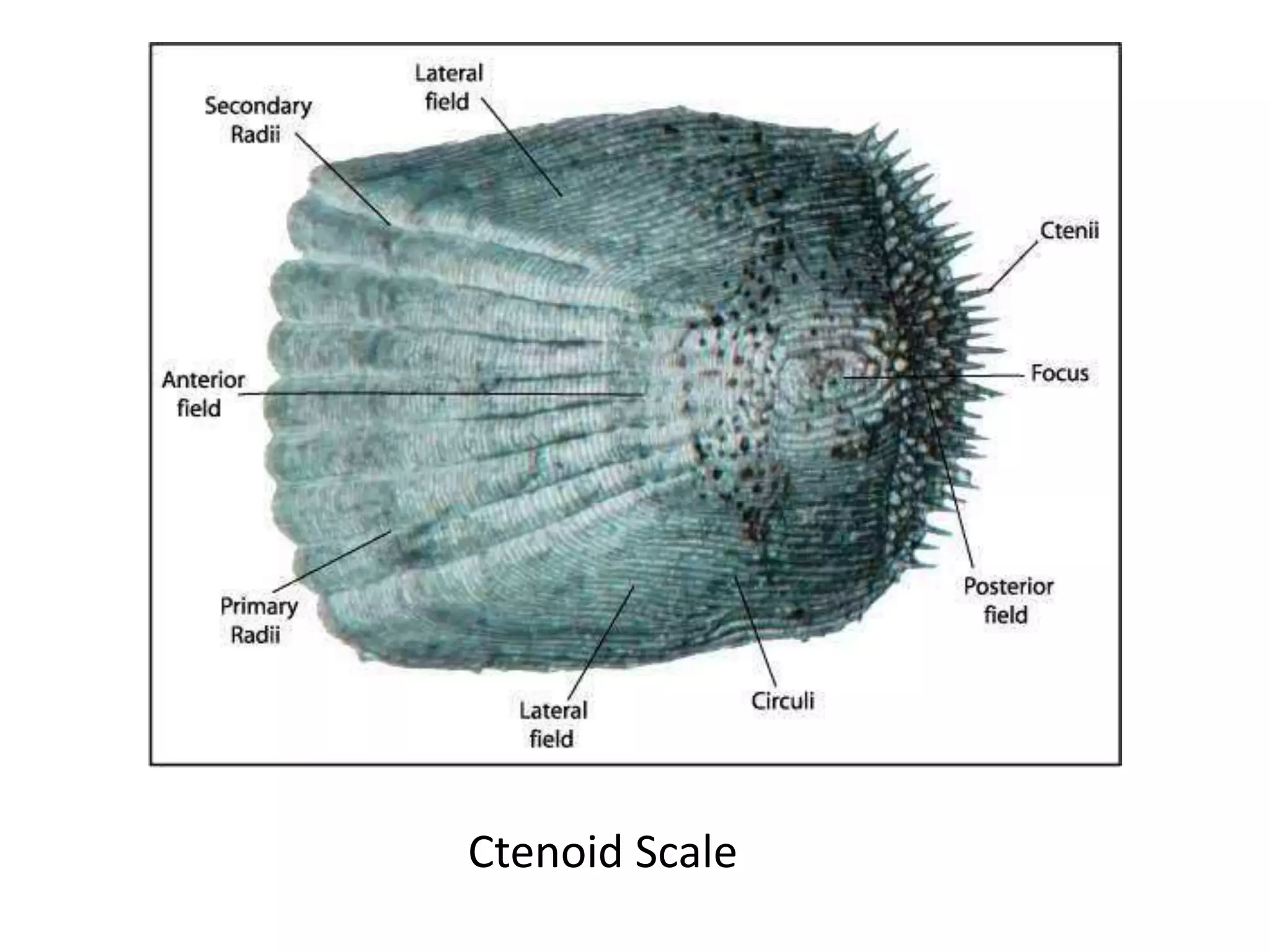 External morphology of fish | PPTX