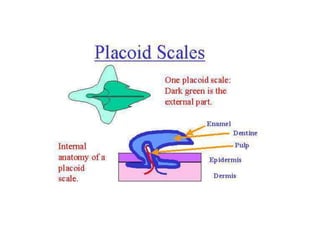 External morphology of fish | PPTX