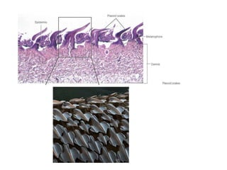 External morphology of fish | PPTX